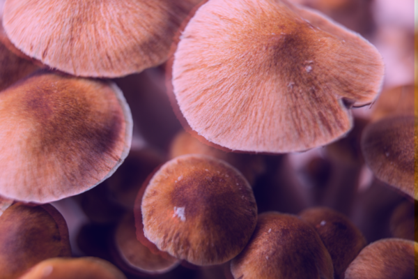 Shrooms For Beginners - What You Need to Know - Mamadose