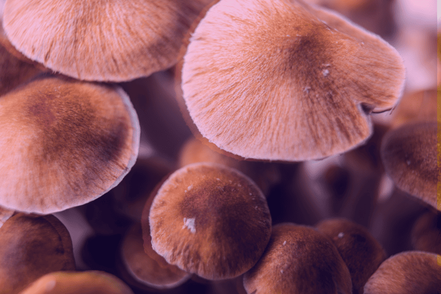 Shrooms For Beginners - What You Need to Know - Mamadose